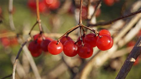 Compact Groeiende Gelderse Roos Viburnum Opulus Compactum Groot Formaat Struik