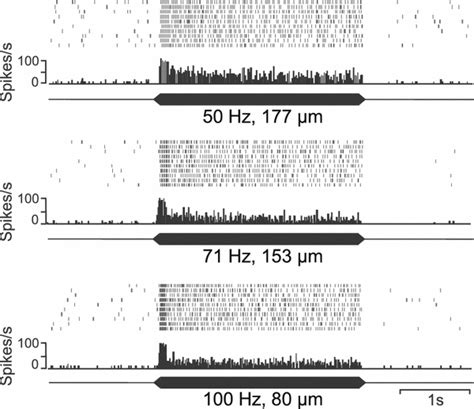 Responses Of A Single Plln Fibre To Sine Wave Stimuli Of Different