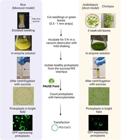 Protoplast Geneediting Transformation Agriculture Hamed Al Taweel Dr Rer Nat 🧬
