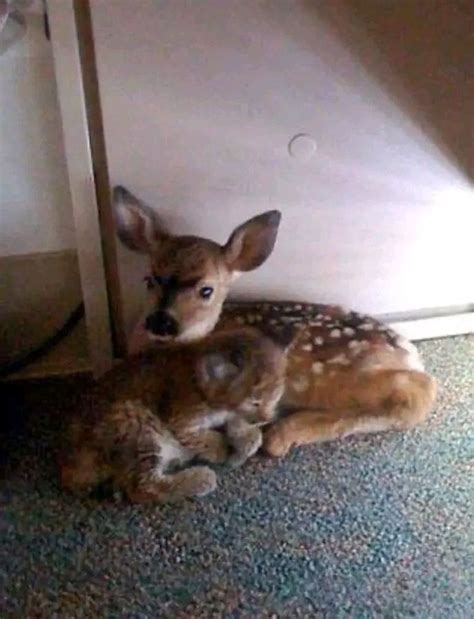 Storiespot The Fawn Was About 3 Day Old And Was Rescued From The Wildfire Earlier And The