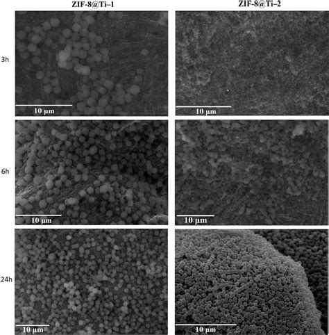 Frontiers Porous Titanium Scaffolds Modified With Zeolitic Imidazolate Framework Zif 8 With