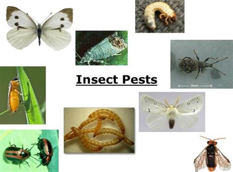 Figure From Image Classification Of Paddy Field Insect 48 Off