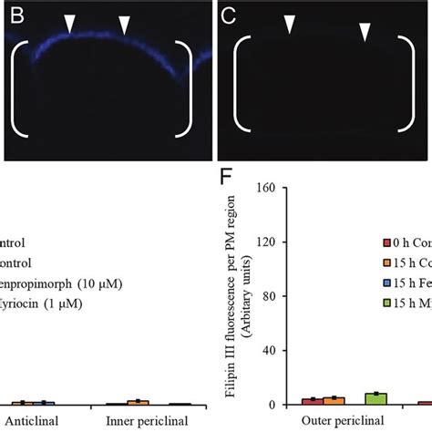 Impact Of Inhibitors Of Sterol And Sphingolipid Biosynthesis On The