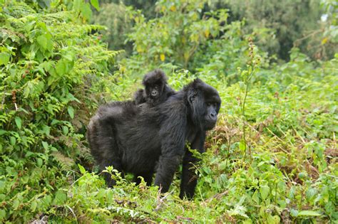 6 Landscapes And Habitats To Explore On An African Safari Zicasso