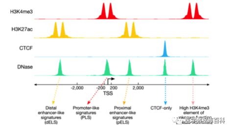 ENCODE V 基因组调控预测数据库 ENCODE 转录 包括 基因 数据库 健康界