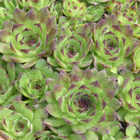 Groundcovers Hardy Succulents And Vines Yard N Garden Land