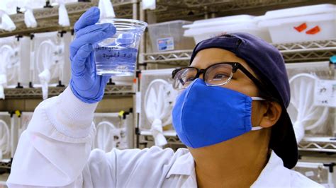 Video Embryo Microinjection Techniques For Efficient Site Specific Mutagenesis In Culex