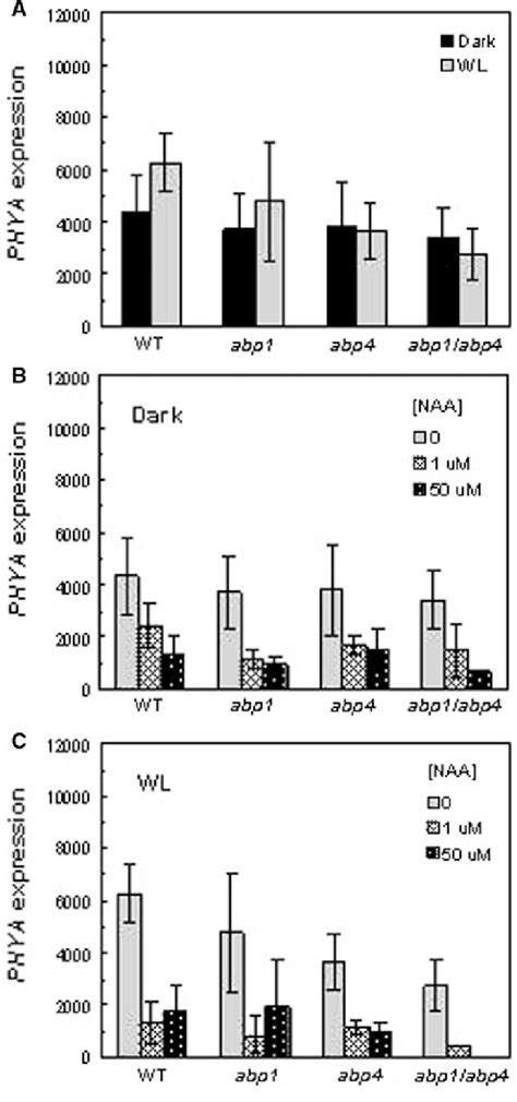 Expression Of Phya Gene In Mesocotyls Of Etiolated Or White Light Grown Download Scientific