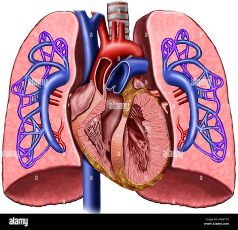 Pulmonary Arteries Anatomy