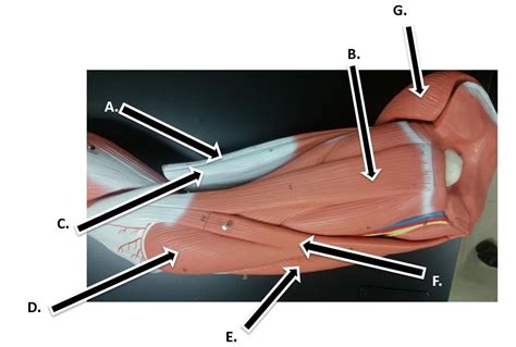 Chapter 11 Question 12 Diagram Quizlet
