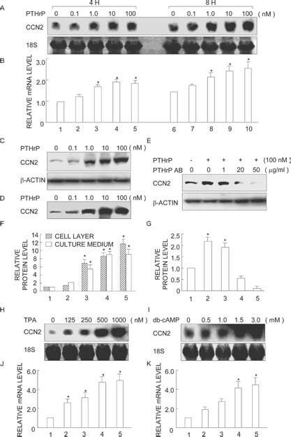 Figure Ccn2 Gene And Protein Expression Is Stimulated By Pthrp Or By