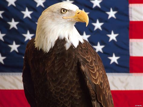 🔥 40 Patriotic Bald Eagle Wallpapers Wallpapersafari