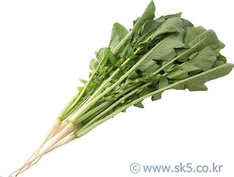 열무 음식 이미지 사용조건이 까다롭지 않은 요리사진 100만컷