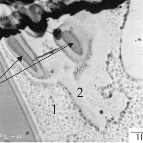 sem micrograph showing scan points of eds analysis e3 download
