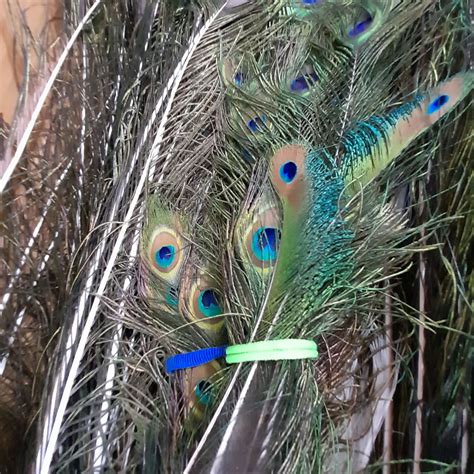 خرید و قیمت پر طاووس طبیعی سایز 35 تا 55 سانت از غرفه عطاری پرهام