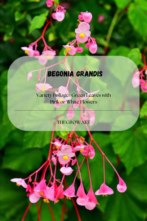 18 Common And Rare Begonia Varieties With Pictures Thegrow