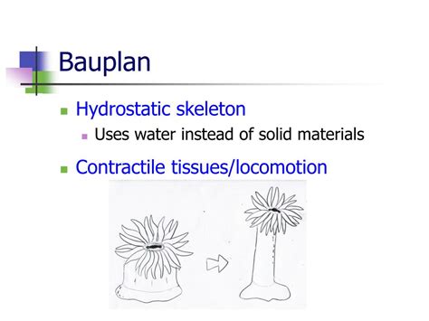 Ppt Phylum Cnidaria Powerpoint Presentation Free Download Id3394041