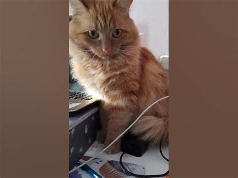 провода им не грызи.... пончик, булка, пирожок, рыжий рыжий рыжий кот # ...