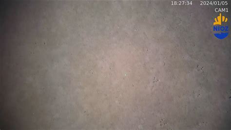 Curacao Transects Object Detection Dataset By Image Analysis