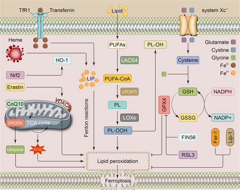 Metabolic Pathways Associated With Ferroptosis In Cardiovascular