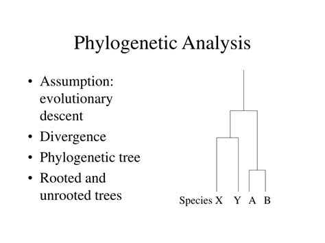 Ppt Advanced Phylogenetic Analysis In Bioinformatics Applications