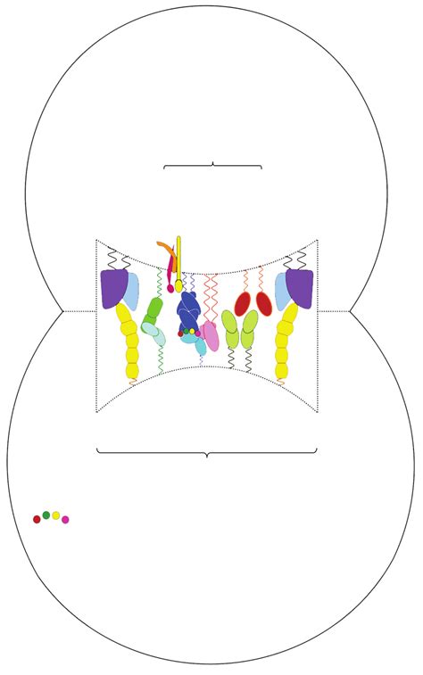 The Immunological Synapse Between A T Cell And An Apc The Stable Download Scientific Diagram