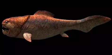 人称钢铁粉碎机的邓氏鱼到底有多厉害？一口就能将鲨鱼拦腰截断百科ta说