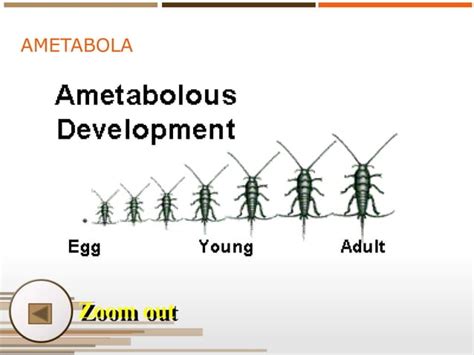 Phylum Arthropoda Visual Bee Ppt