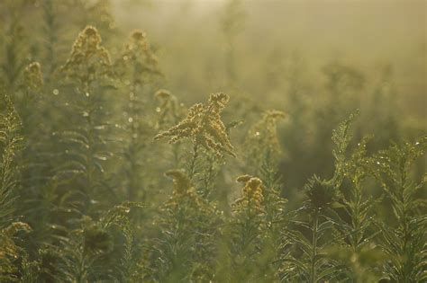 Garden Wilmot Wilmot Horticultural Society The Fascinating Sex Life Of Plants Facebook