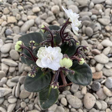 Violete Cu Flori Duble Albe Saintpaulia White Mini Secret Garden