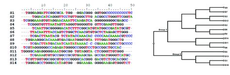 Figure S3 Multiple Sequence Alignment Of 14 Aptamer Candidates Download Scientific Diagram
