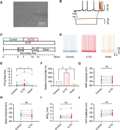 iltg excites lts cells of vlpo a a multipolar triangular cell during