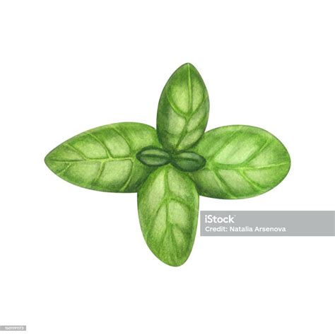 수채화 신선한 바질 잎 허브입니다 손으로 그린 그림은 흰색 배경에 분리되어 있습니다 메뉴 카페 레스토랑 레시피 북 요리에 딱 맞습니다 건강한 식생활에 대한 스톡 벡터 아트
