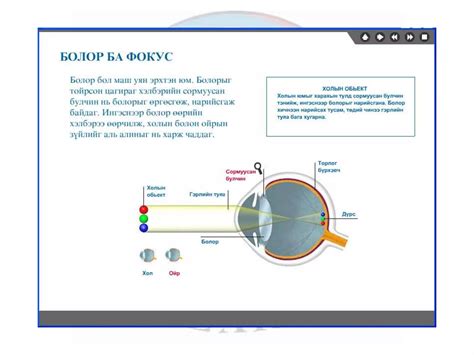 лекц 6 мэдрэхүйн эрхтэн тогтолцоо Pptx