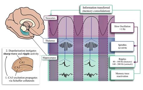 Mechanism Of Information Transfer Between Neocortex And Subcortical Download Scientific Diagram