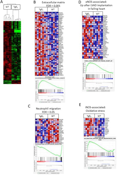 Transcriptome Analysis On The Left Ventricle Hierarchical Clustering Download Scientific