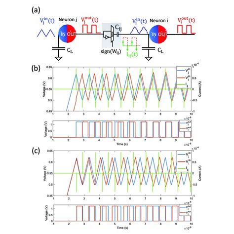 A Illustration Of A Neuron That Drives A Second Neuron In A