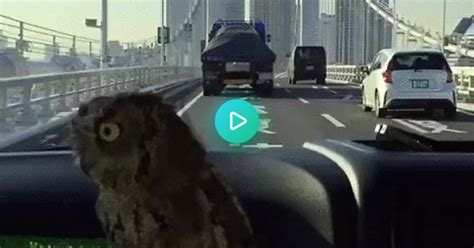 Whistles Theme To Taxi  On Imgur