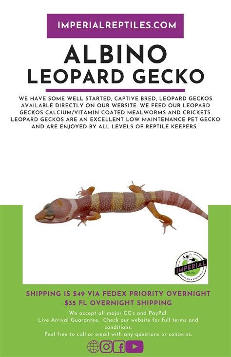 Find out what your leopard gecko morph is beginner guide – Artofit