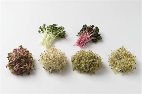 새싹채소어린잎채소 종류와 효능에 대해 알아봅시다~ 네이버 블로그