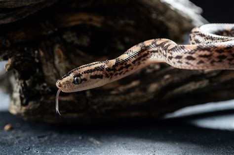Premium Photo Python Snake With The Tongue Out In Studio
