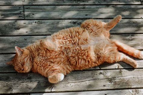 what does catnip do to cats best expert guide atbuz