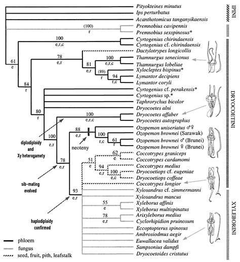 Most Parsimonious Tree For 40 Taxa With Nodes Supported By 50