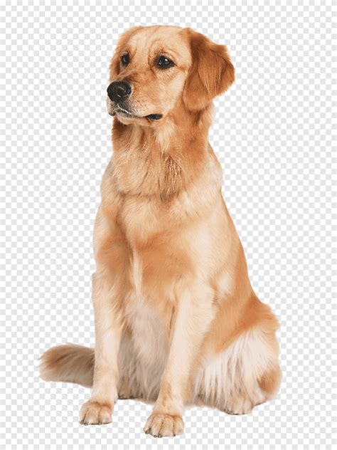 كلب جولدن ريتريفر كلب أليف مادة حيوانية Png
