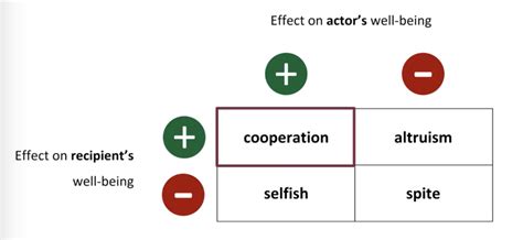 2 Evolution Diagram Quizlet
