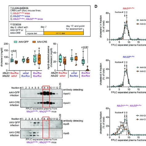 Circulating Hdl Cholesterol Is Reduced In Mice With Combined Hepatocyte Download Scientific
