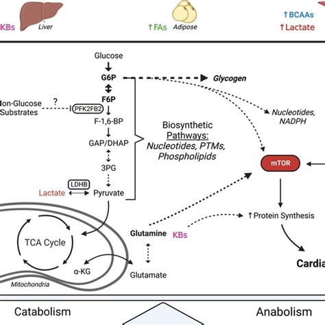 Coordinated Metabolic Responses Facilitate Exercise Induced Cardiac