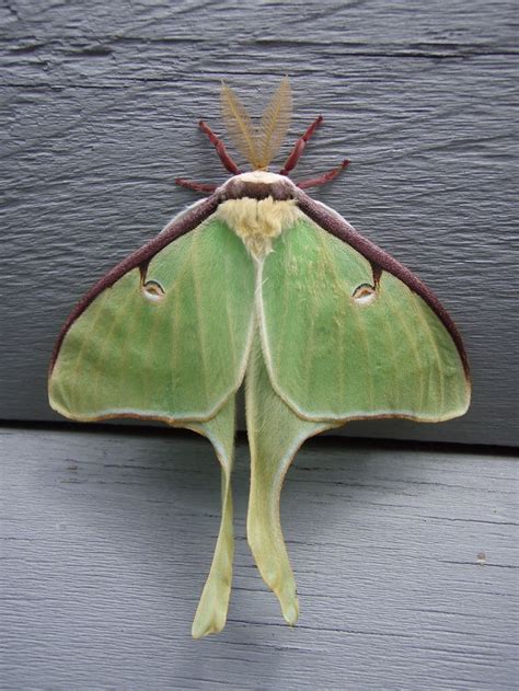 Luna Moth Luna Moth Lunar Moth Moth