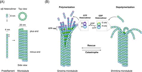 Microtubule‐targeting Agents For Cancer Treatment Seven Binding Sites