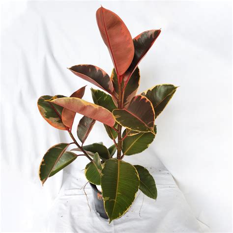 Rubber Plant Ficus Elastica Ruby How To Grow And Care Tips